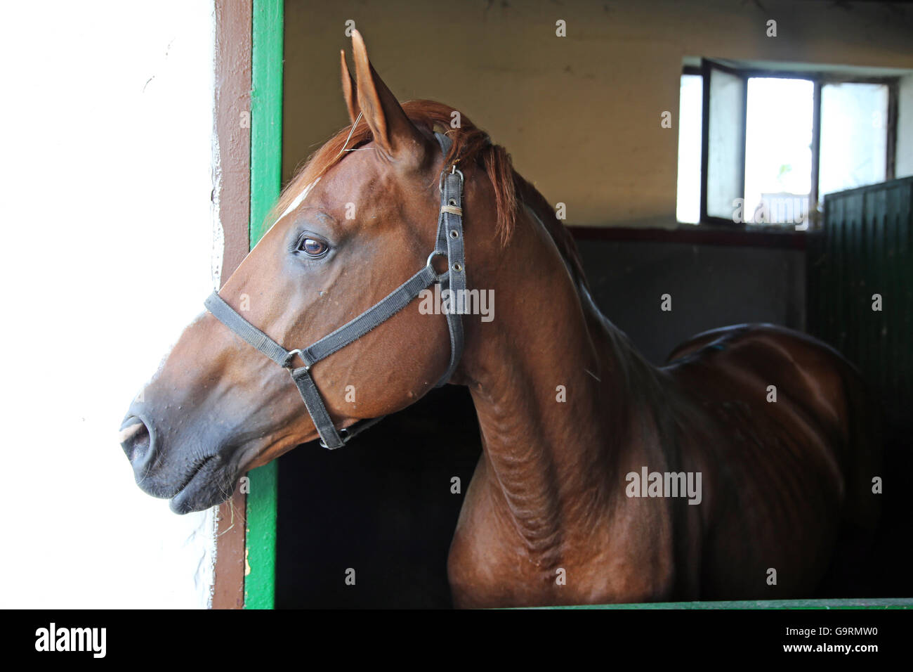 Nice thoroughbred young chestnut racehorse in the stable door. Purebred ...