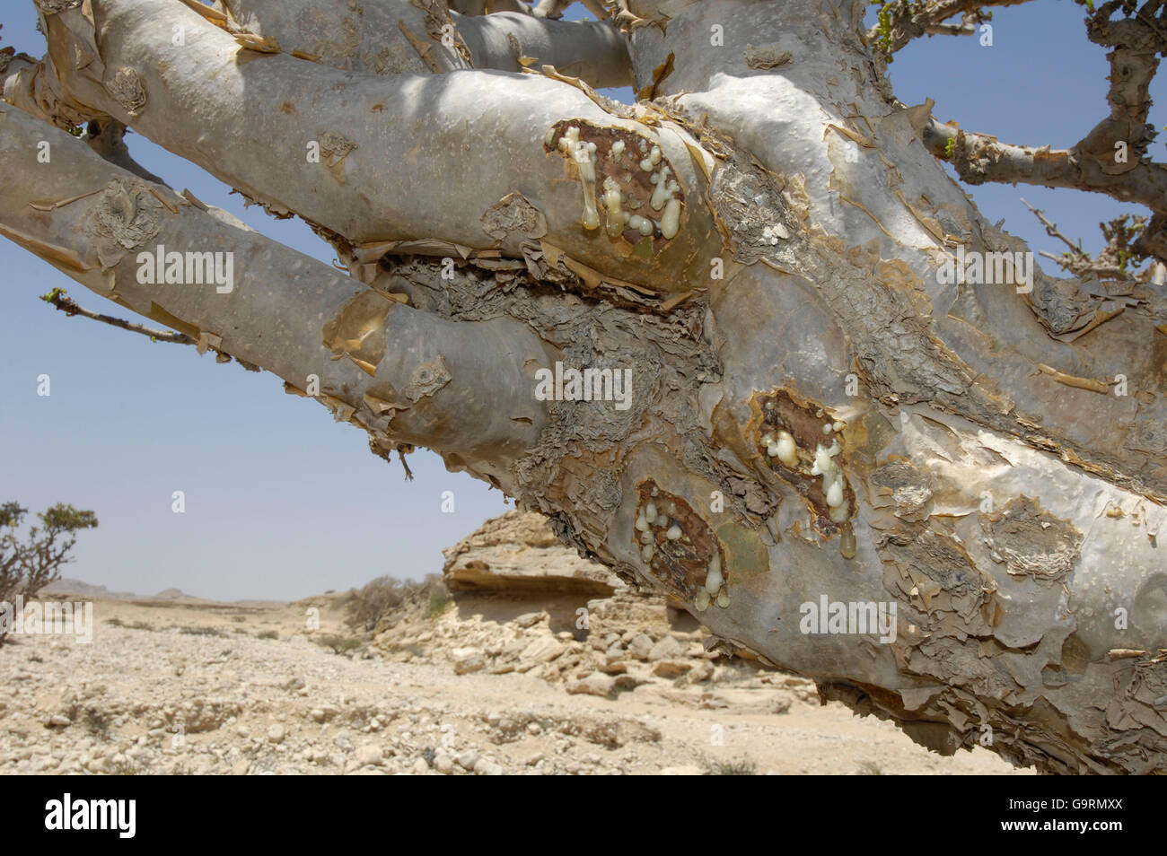 Frankincense Tree, Oman, Arabian Peninsula, Asia / (Boswellia carterii ...