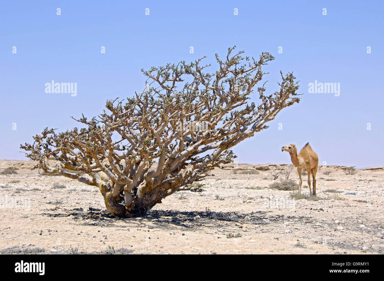 Oman frankincense camel hi-res stock photography and images - Alamy