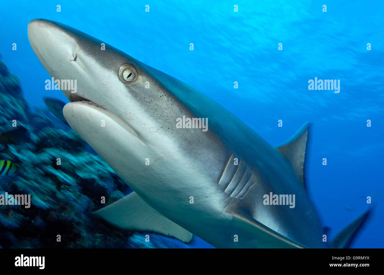Grey Reef Shark, maneater, pacific, indian ocean, red sea, micronesia ...