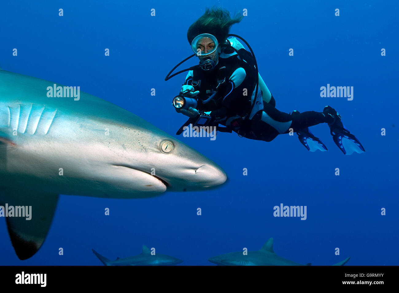Grey Reef Shark and diver, maneater, predator, pacific, indian ocean ...