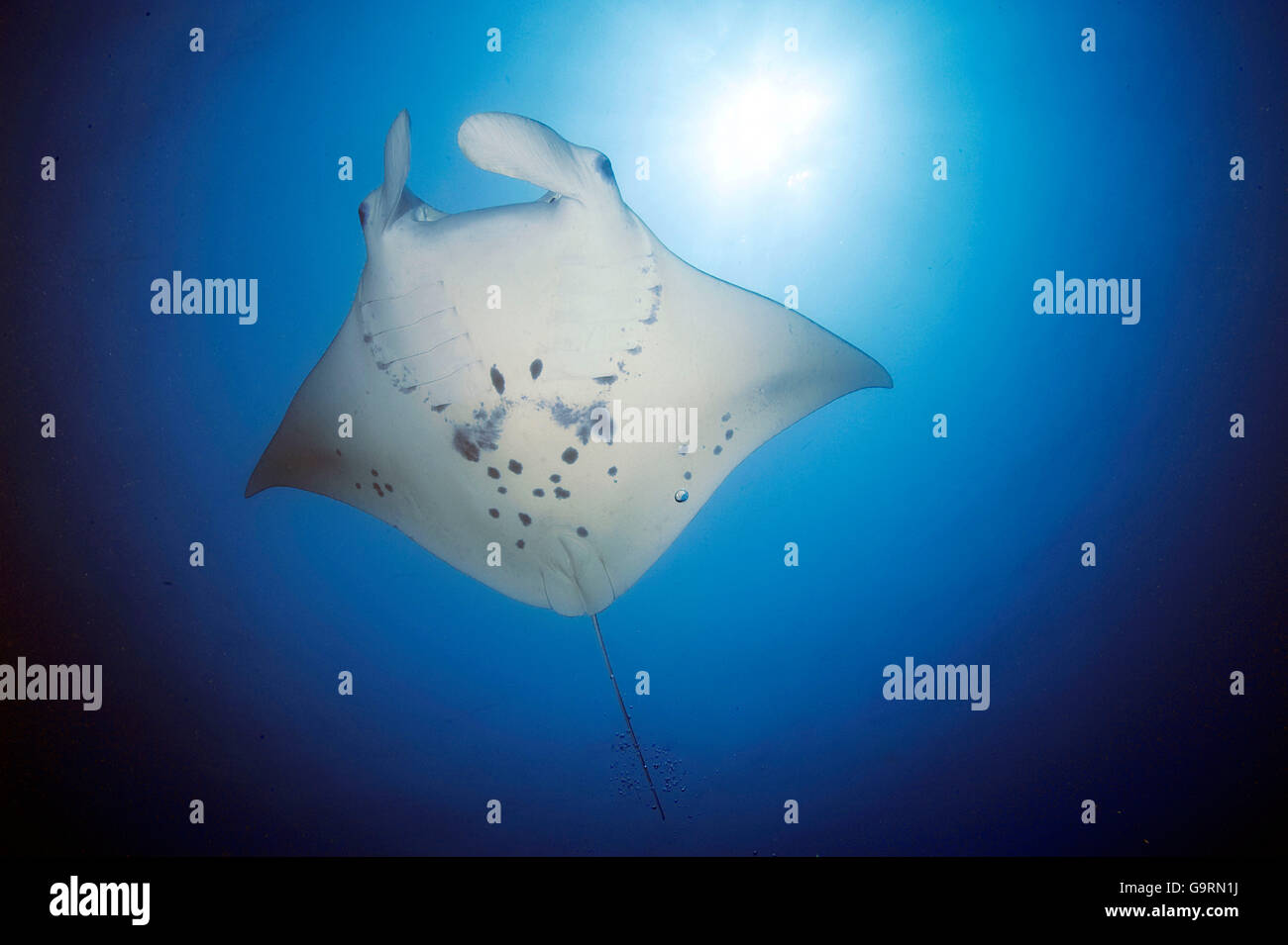 mantaray, manta, ray, devil's ray, devilray (Manta alfredi Stock Photo ...