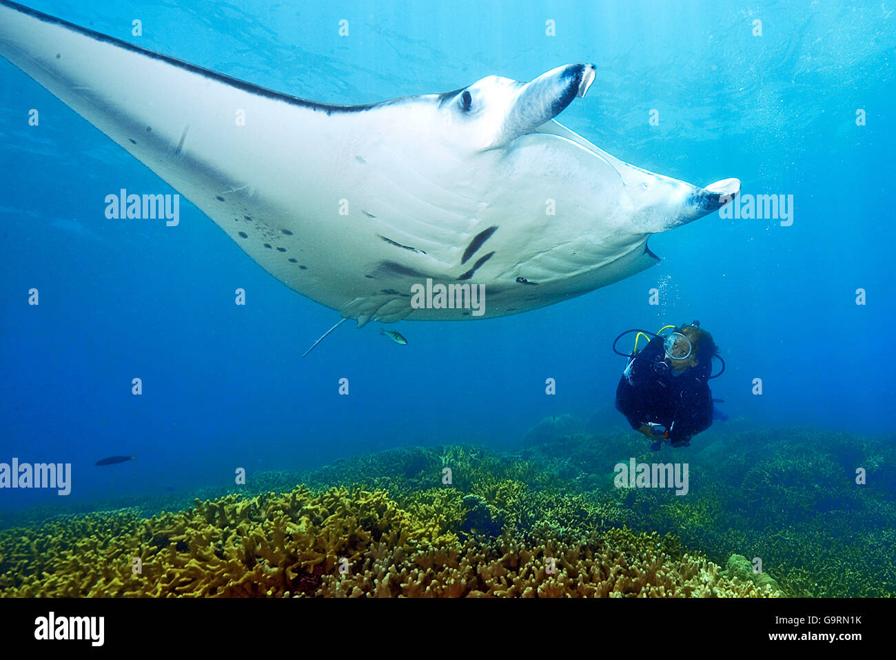 mantaray, manta, ray, devil's ray, devilray, Yap, Micronesia, Pacific ...