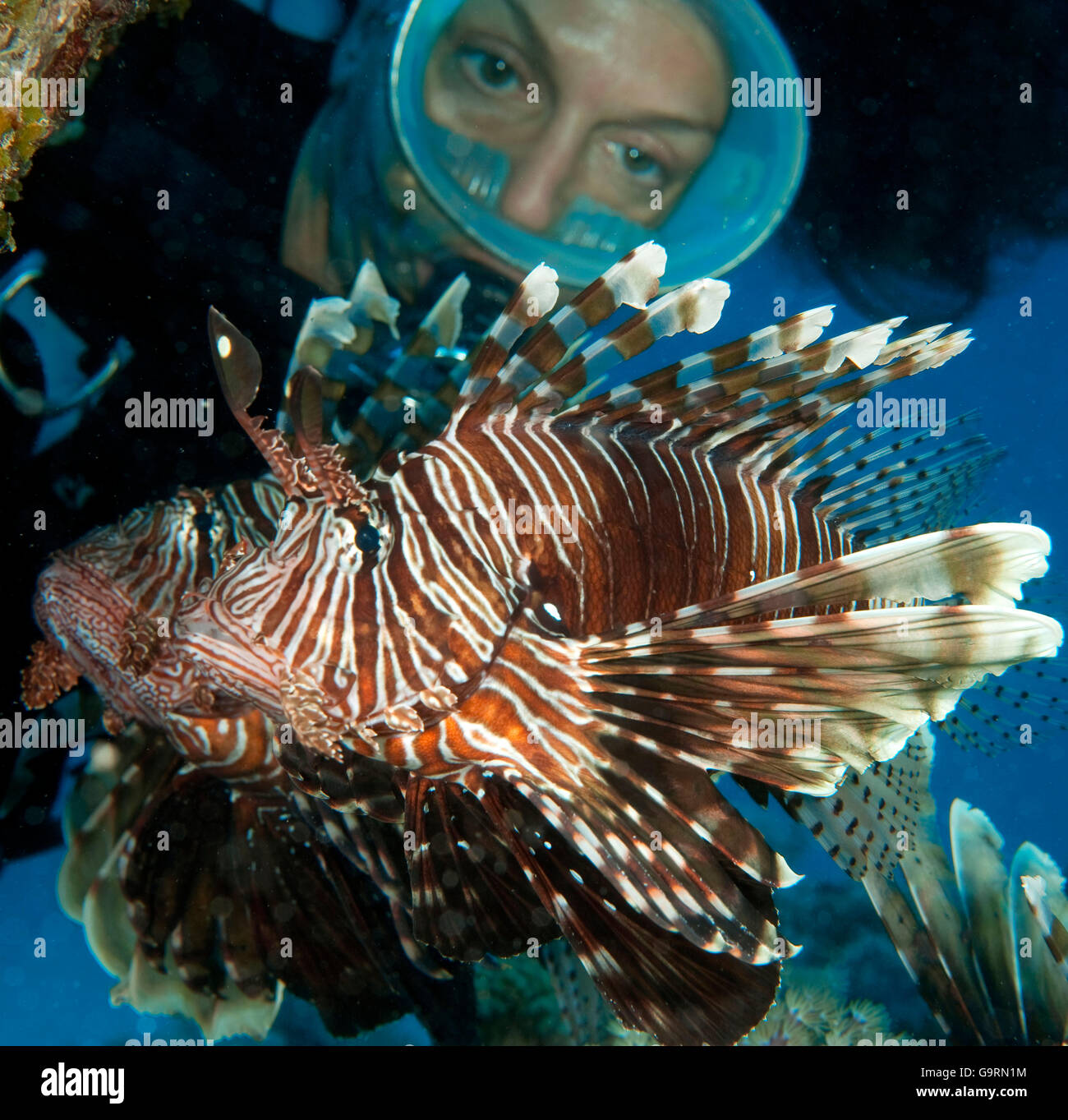 Indian lionfish hi-res stock photography and images - Alamy