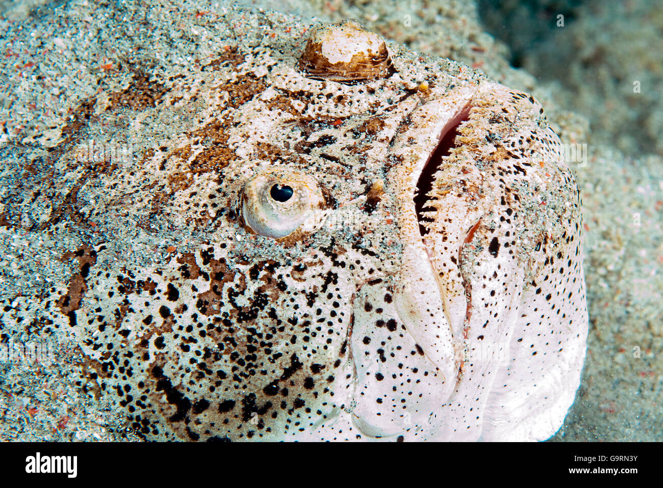 Marbled stargazer, philippine sea, southeasrt asia (Uranoscopus ...