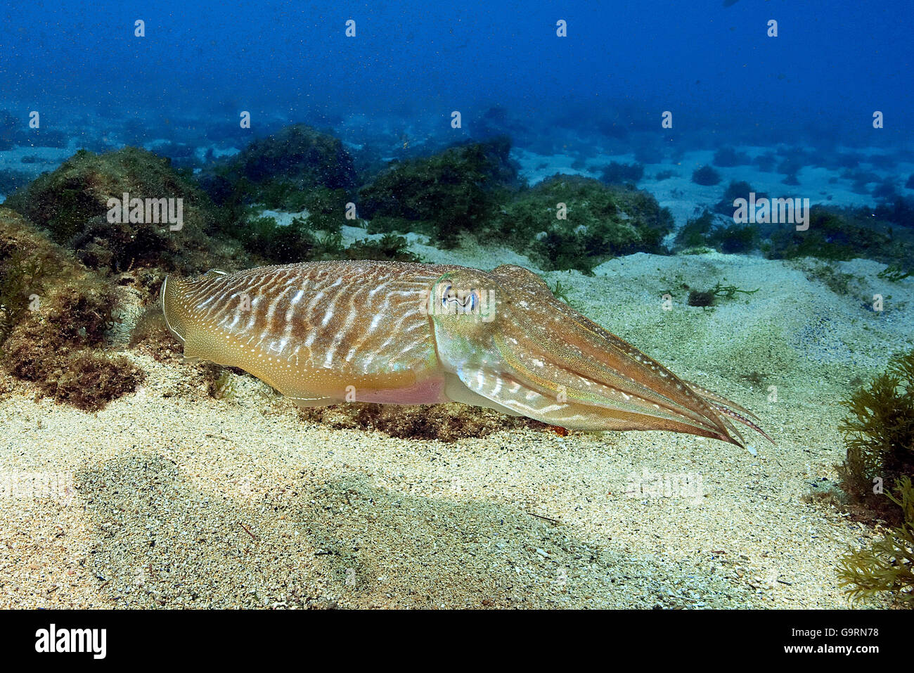 cuttlefish, squid, canary islands, atlantic / (Sepia officinalis Stock ...