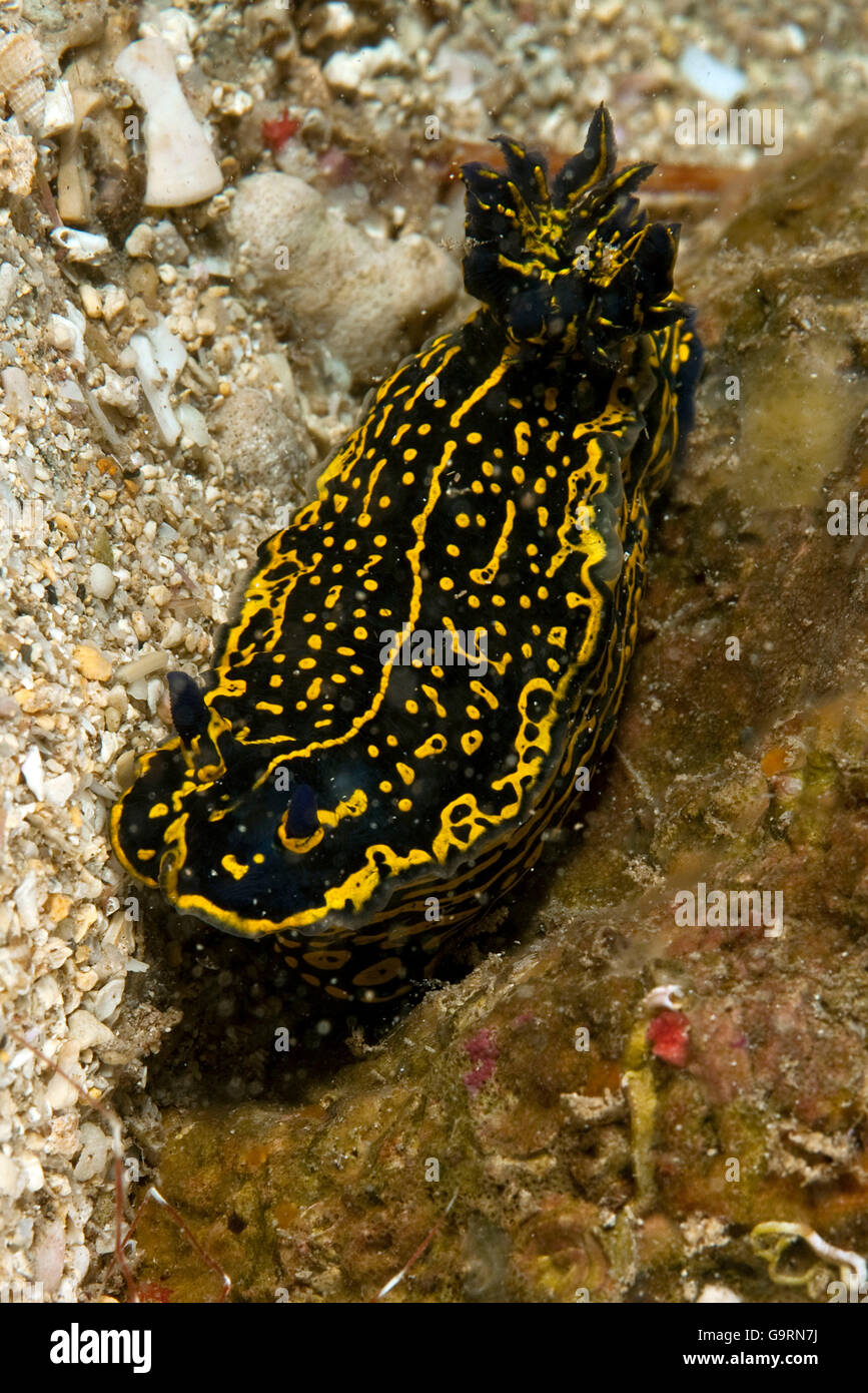 Nudibranch, seaslug, Canary Islands, Spain / (Hypselodoris picta Stock ...