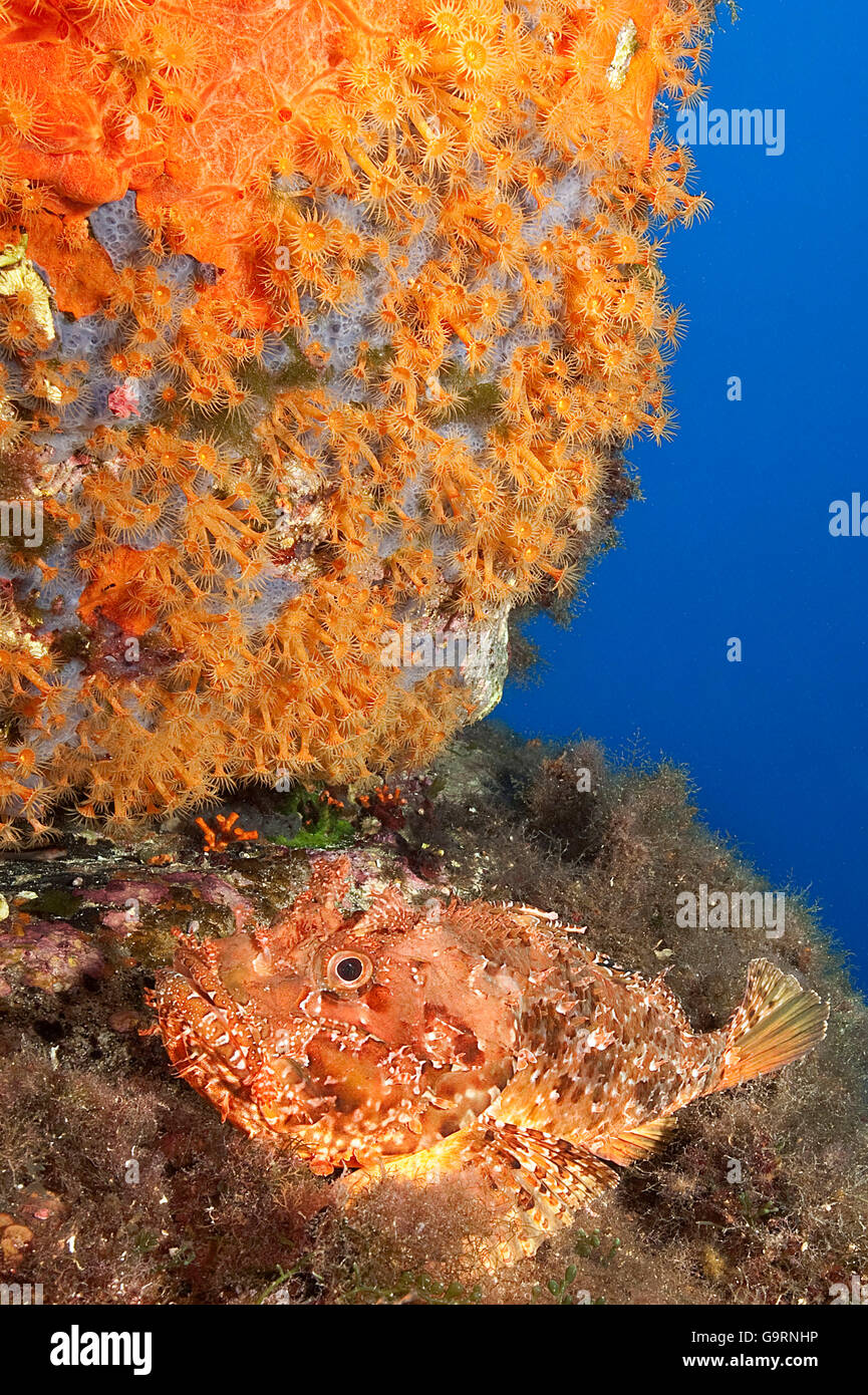 Scorpaena scrofa hi-res stock photography and images - Alamy