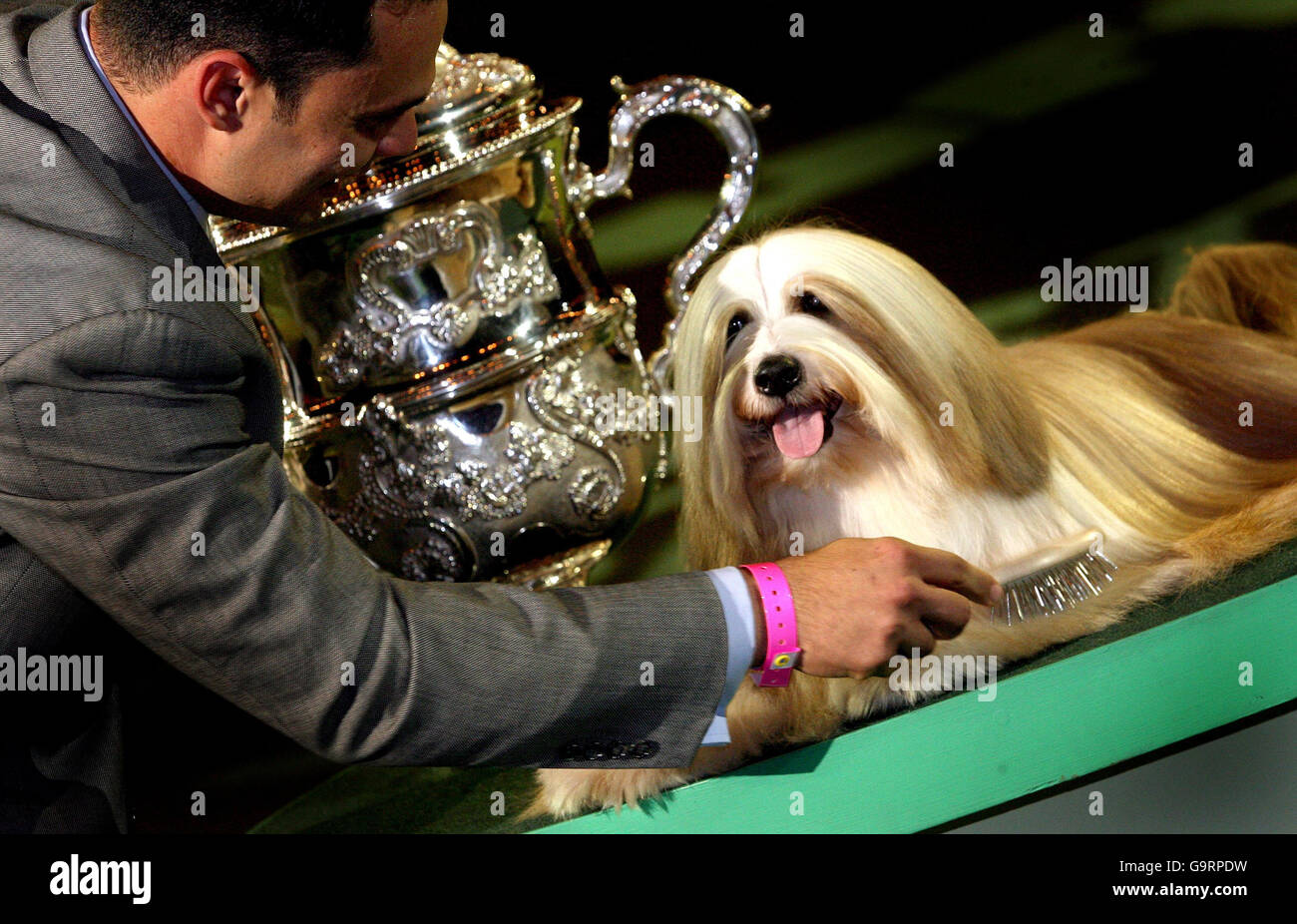 Crufts best in show champion hi-res stock photography and images - Alamy