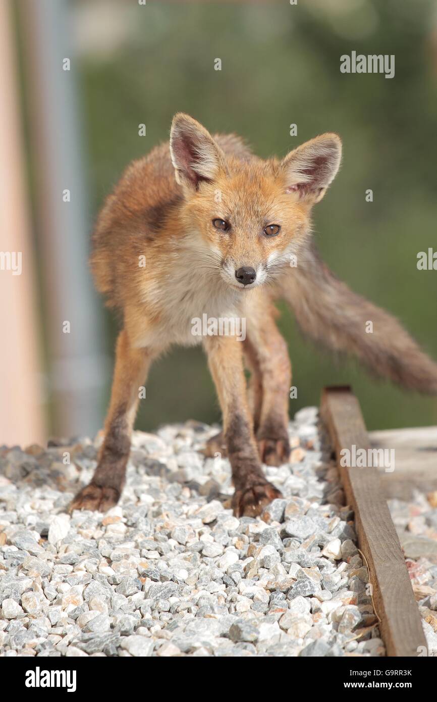 Young red fox in hi-res stock photography and images - Alamy