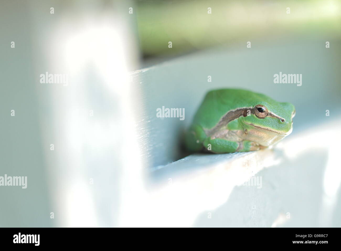 Little green frog in a garden Stock Photo - Alamy