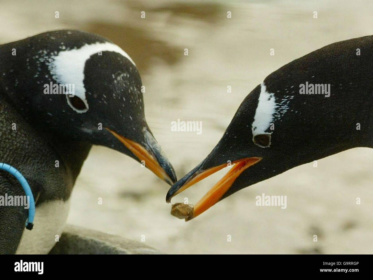 Penguins in Edinburgh Zoo Stock Photo - Alamy