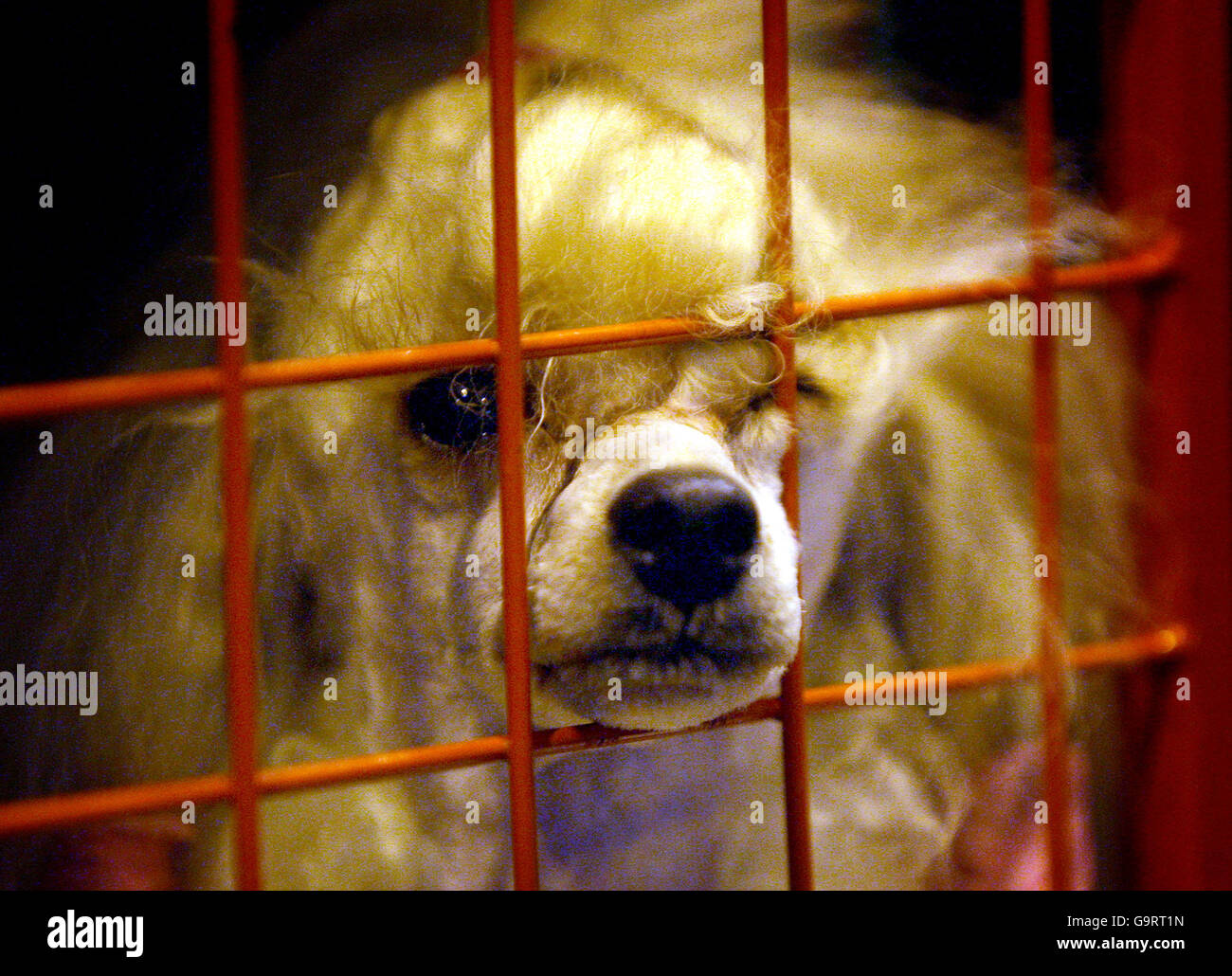 A dog squashes its face through it's cage during Crufts 2007 at the NEC ...