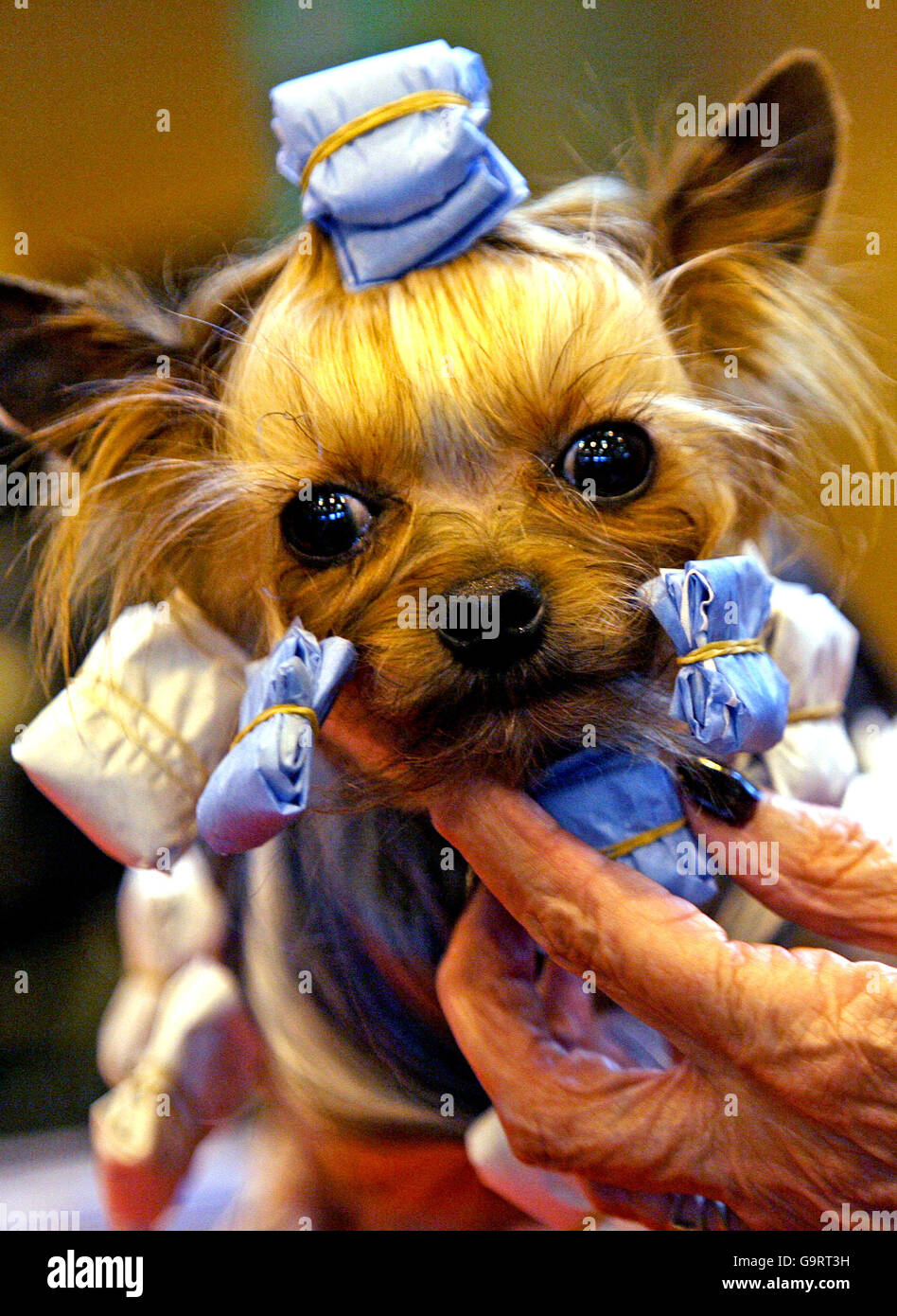 Old yorkshire terrier hi-res stock photography and images - Alamy