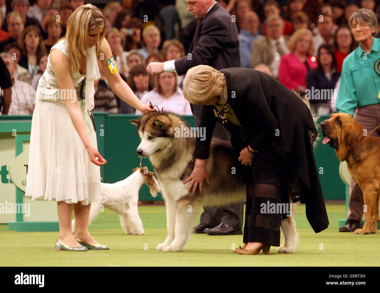 Crufts 2007 hi-res stock photography and images - Alamy