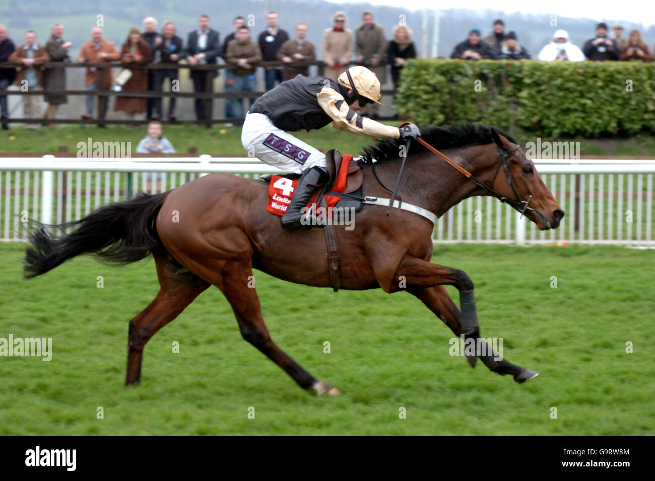 Inglis drever hi-res stock photography and images - Alamy
