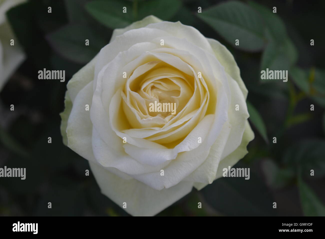 A white rose Stock Photo - Alamy