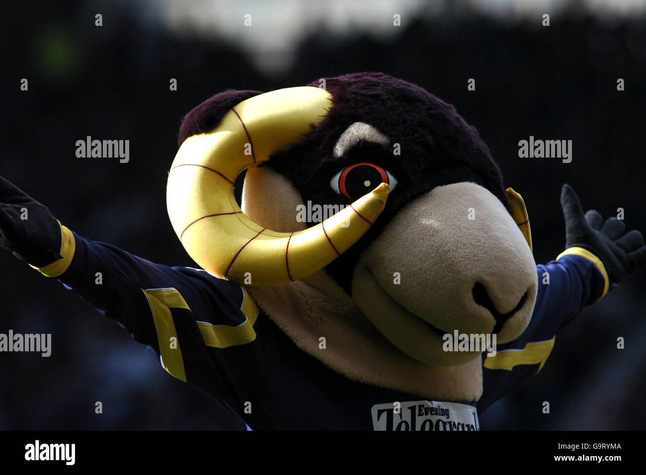Derby County Ram Picture Clipart