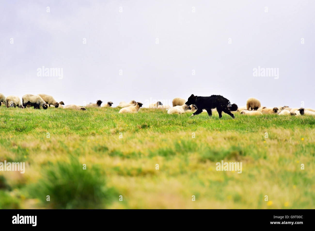 Protecting sheep hi-res stock photography and images - Alamy