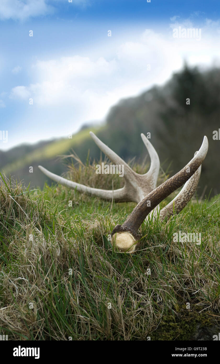 Deer antler shed hi-res stock photography and images - Alamy