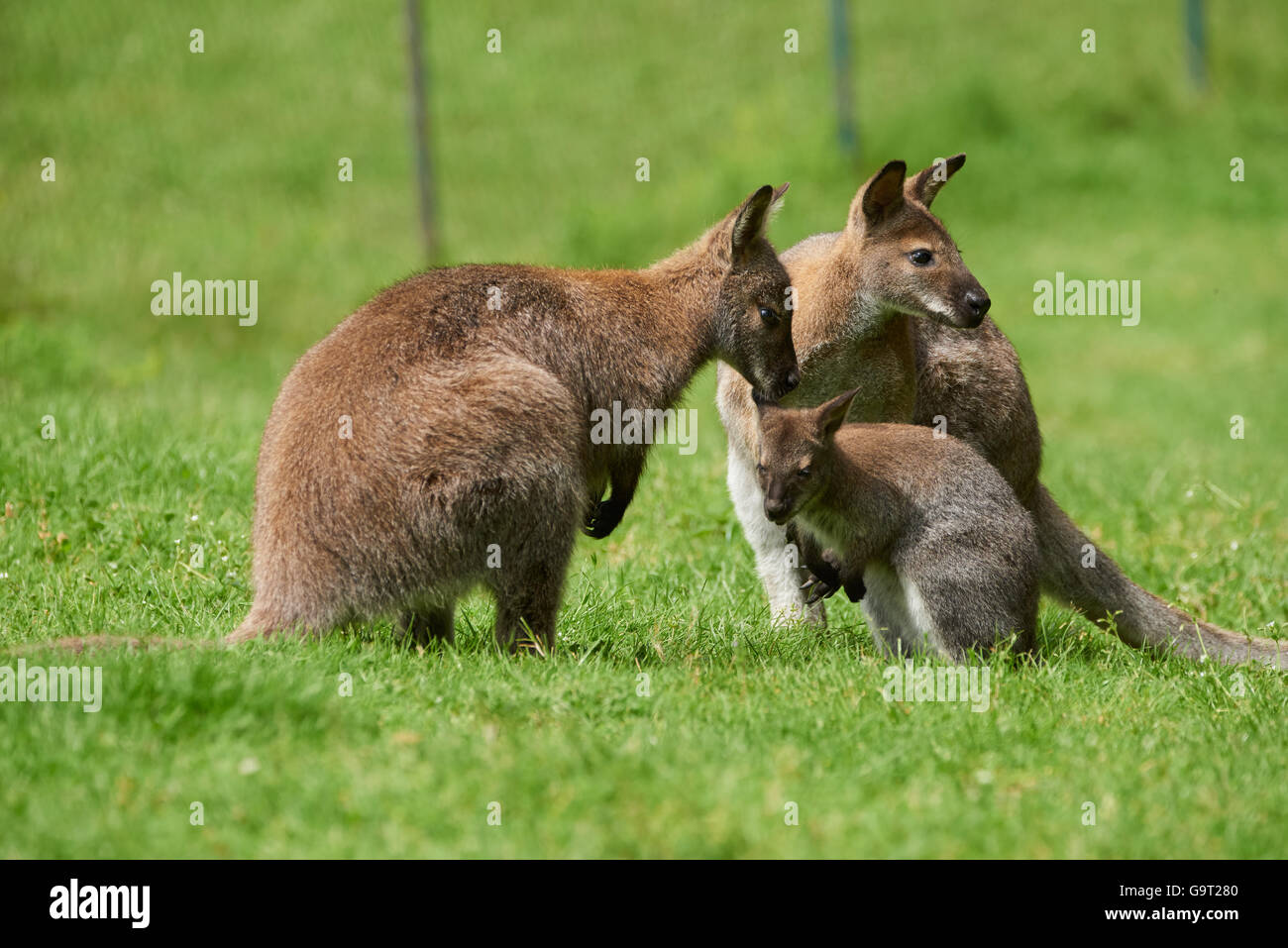 Macropod family hi-res stock photography and images - Alamy