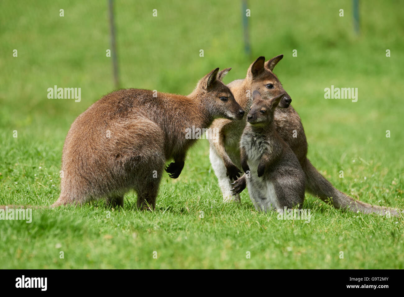 Macropod family hi-res stock photography and images - Alamy