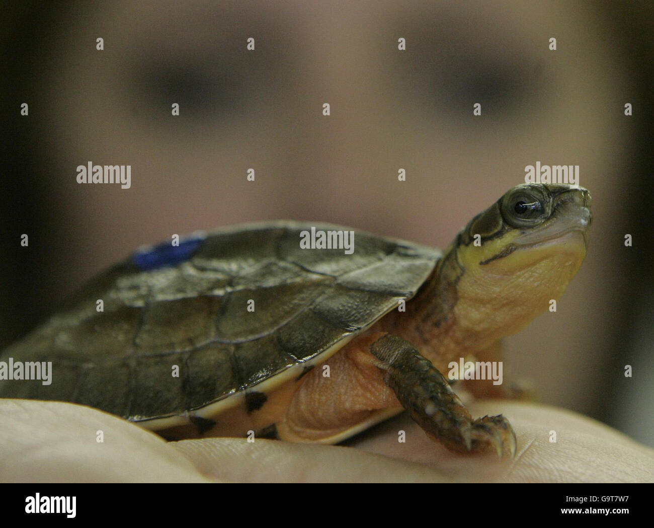 A member of staff examines a newborn Golden Coin Box turtle, at Chester ...