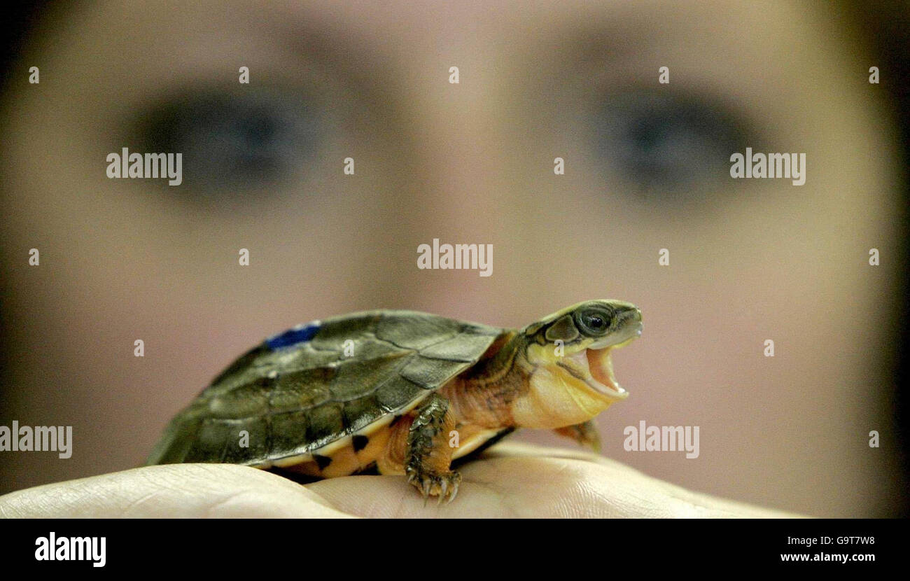 Golden coin turtles hi-res stock photography and images - Alamy