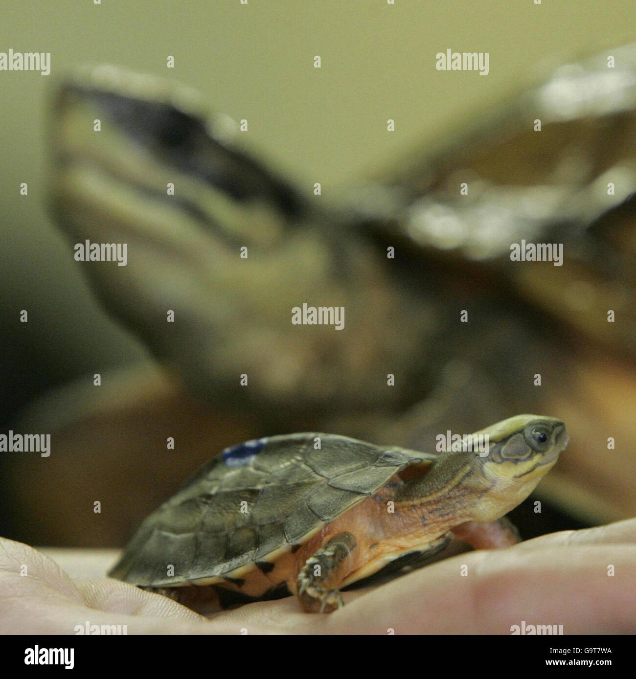 Baby turtles born at chester zoo hi-res stock photography and images ...