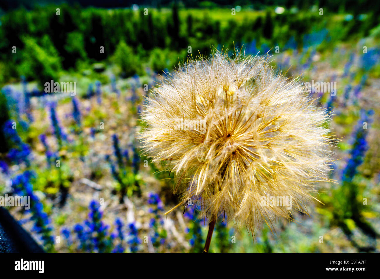 Blue Wild Flowers British Columbia Stock Photos & Blue Wild Flowers ...