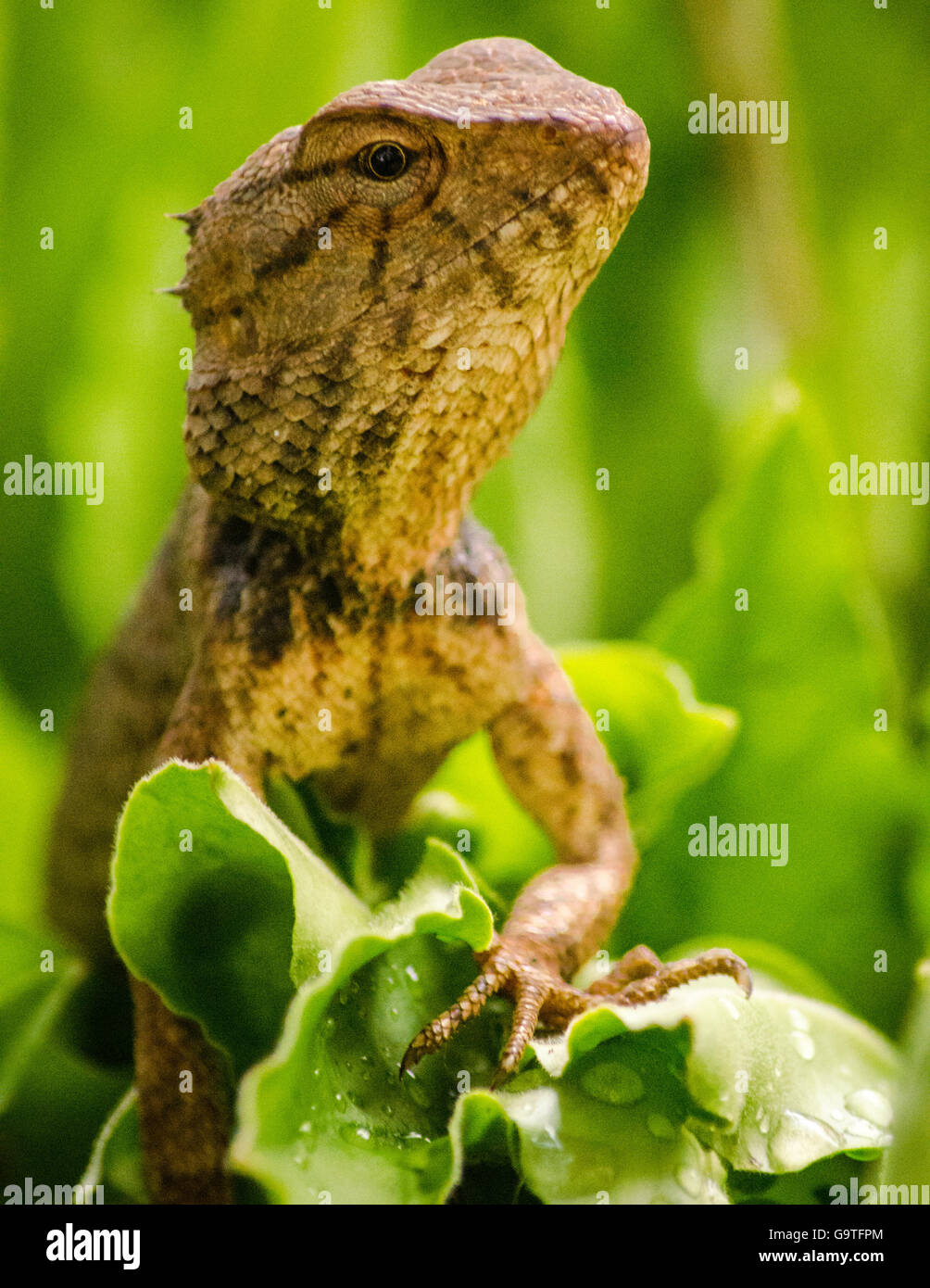 Portrait of an Oriental Garden Lizard Stock Photo - Alamy