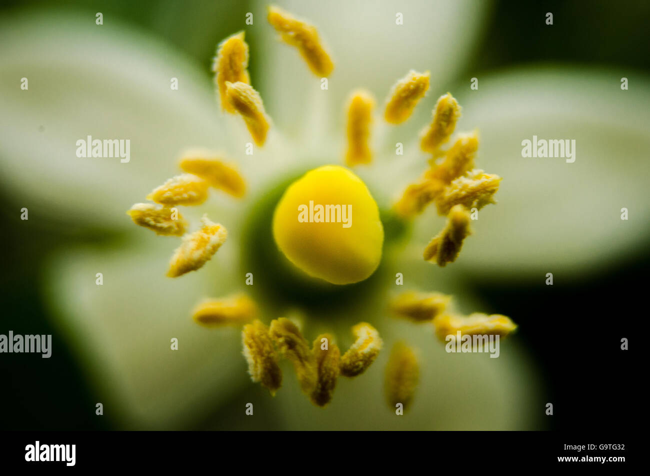 An extreme close up of a lemon flower Stock Photo - Alamy