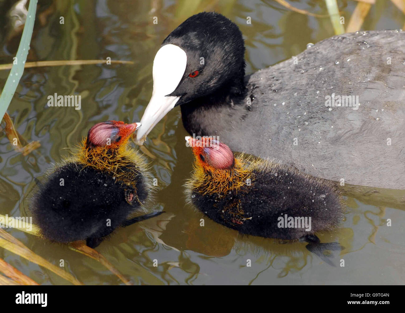 Three-day-old coot chicks cool off in the hot sunshine at the Wildfowl ...