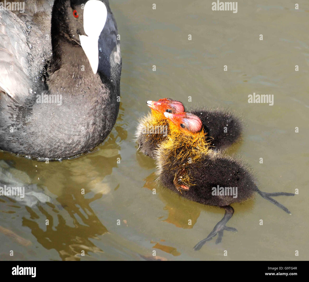 Three-day-old coot chicks cool off in the hot sunshine at the Wildfowl ...