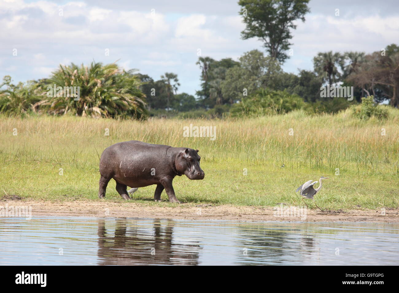 Wild Africa Botswana savannah African Hippo animal mammal Stock Photo ...