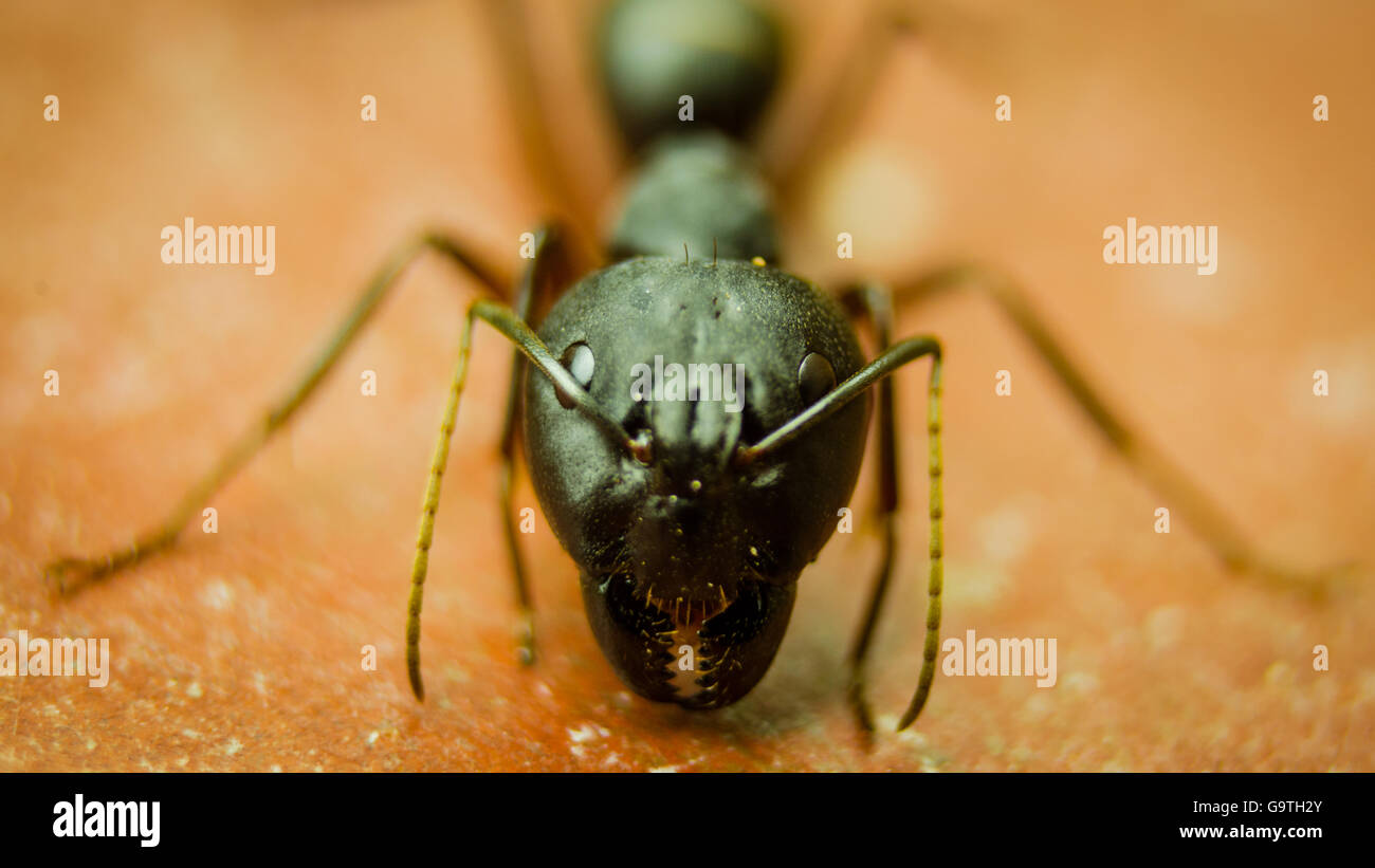 A close up macro of a Carpenter Ant Stock Photo - Alamy