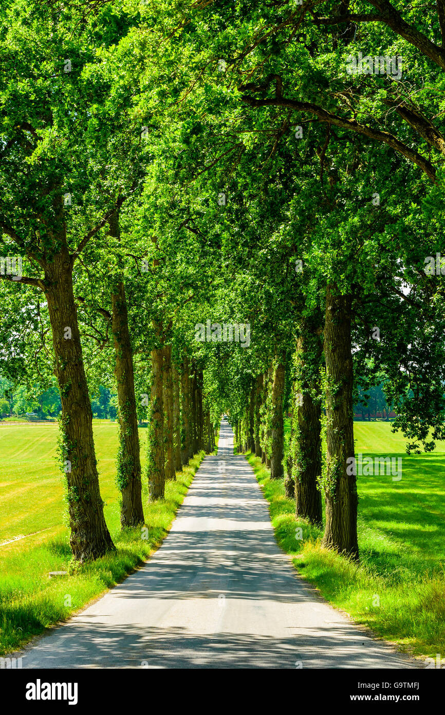 Straight lines in nature hi-res stock photography and images - Alamy
