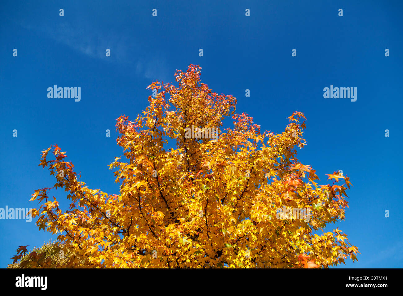 Sky leaf hi-res stock photography and images - Alamy
