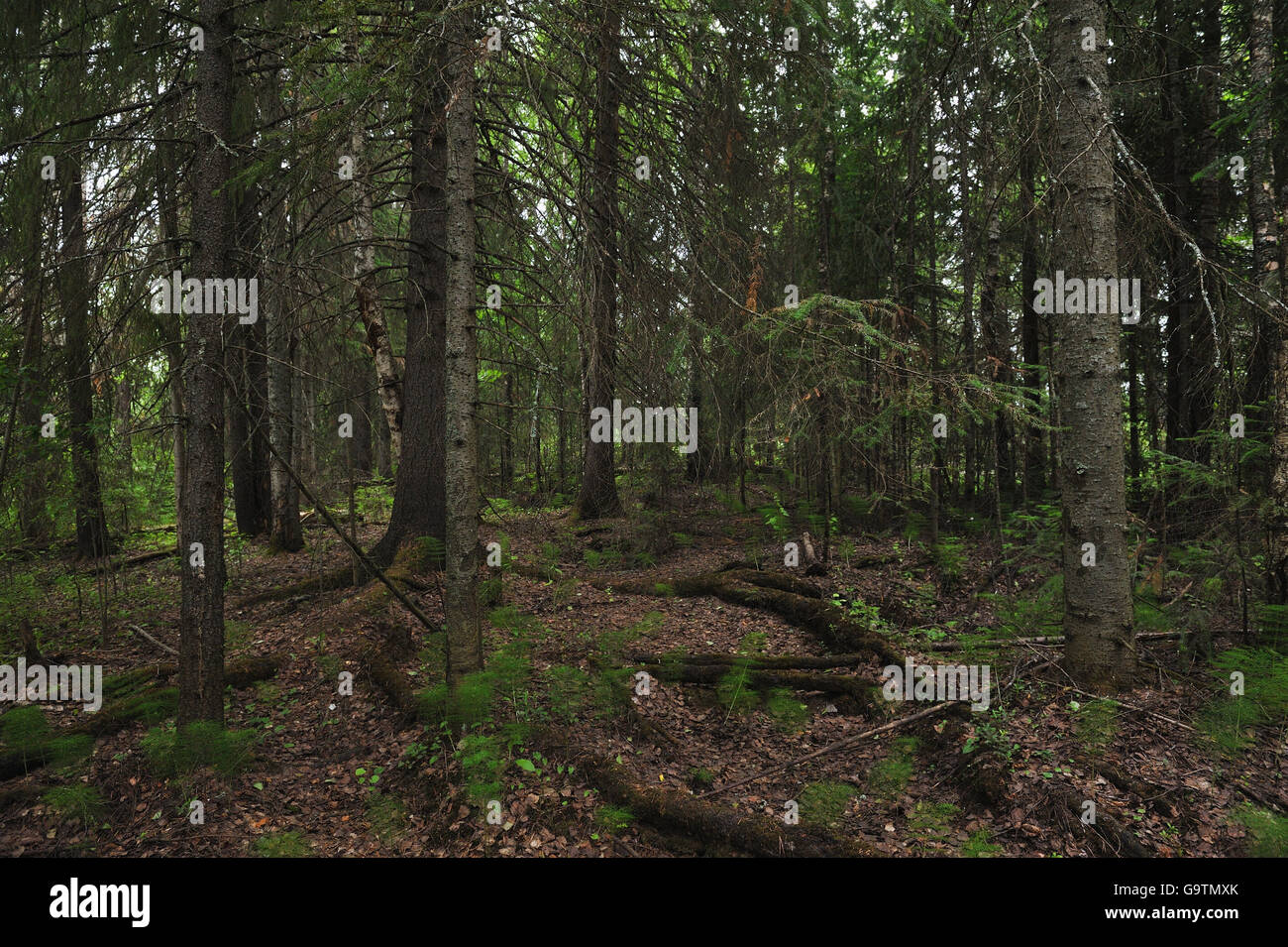 Landscape view deep in forest with old tree roots Stock Photo - Alamy