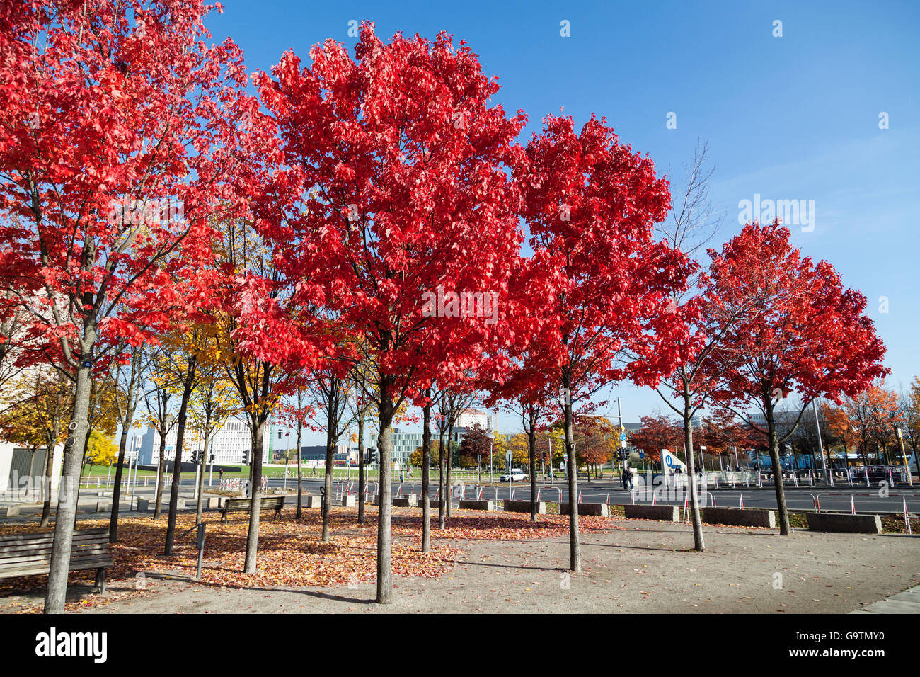 Red autumn trees in Berlin Stock Photo - Alamy