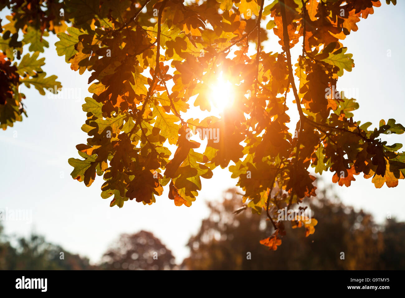 Autumn leaves and back light Stock Photo - Alamy