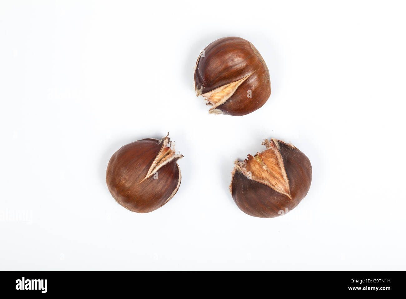 Chestnut isolated on white Stock Photo - Alamy
