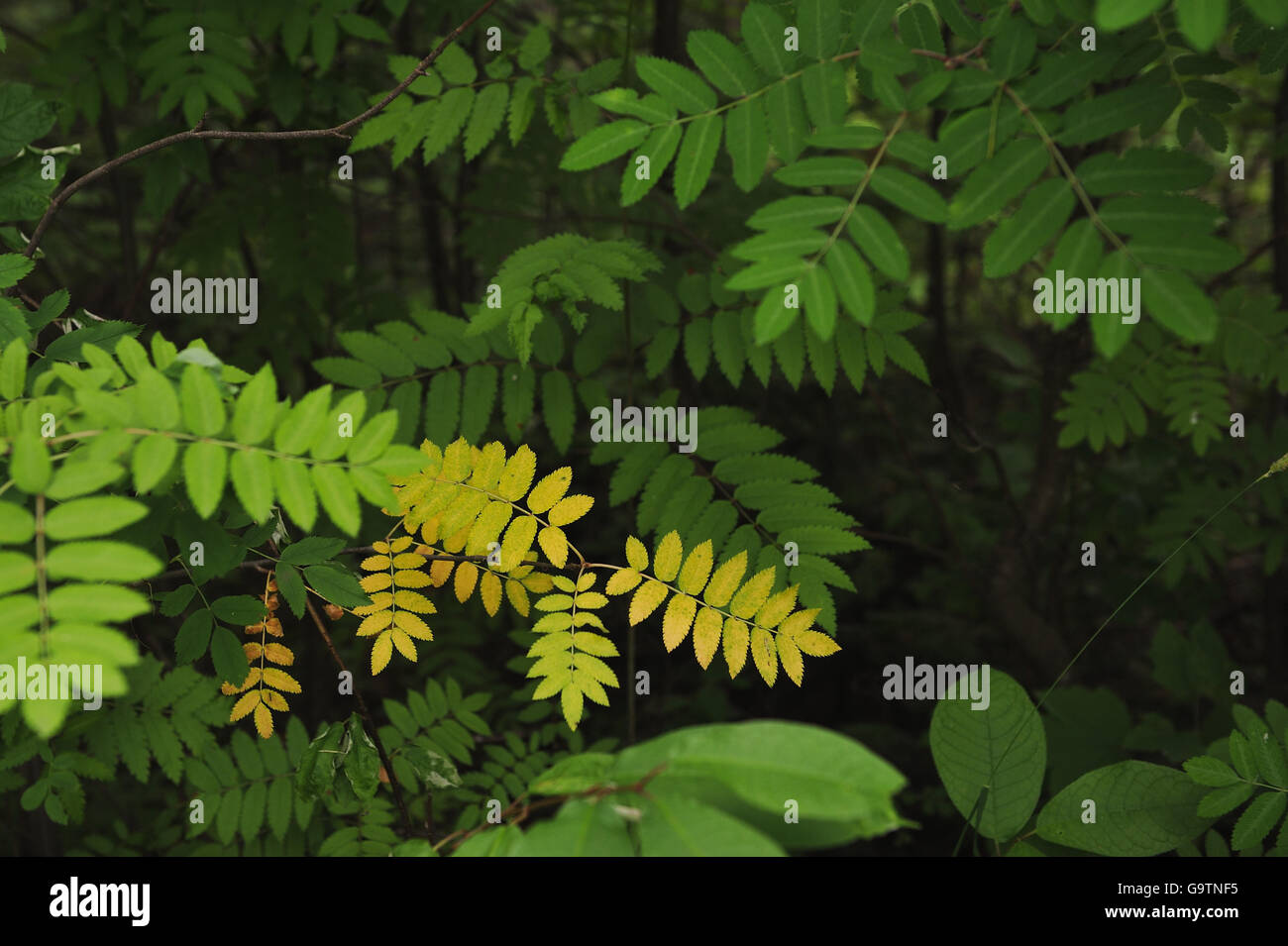 Close up of rowan tree leaves Stock Photo - Alamy