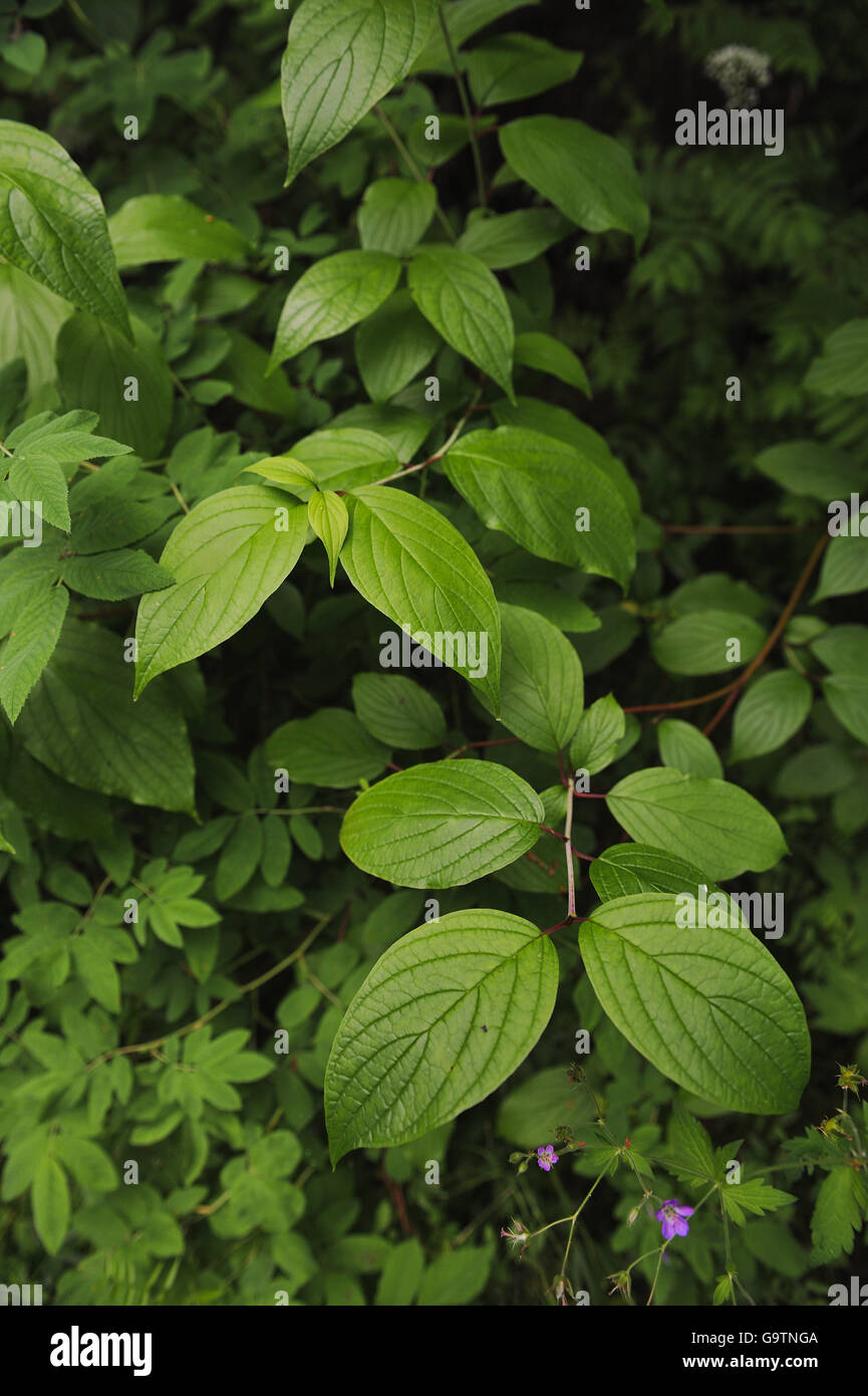 Close up of frangula leaves Stock Photo - Alamy