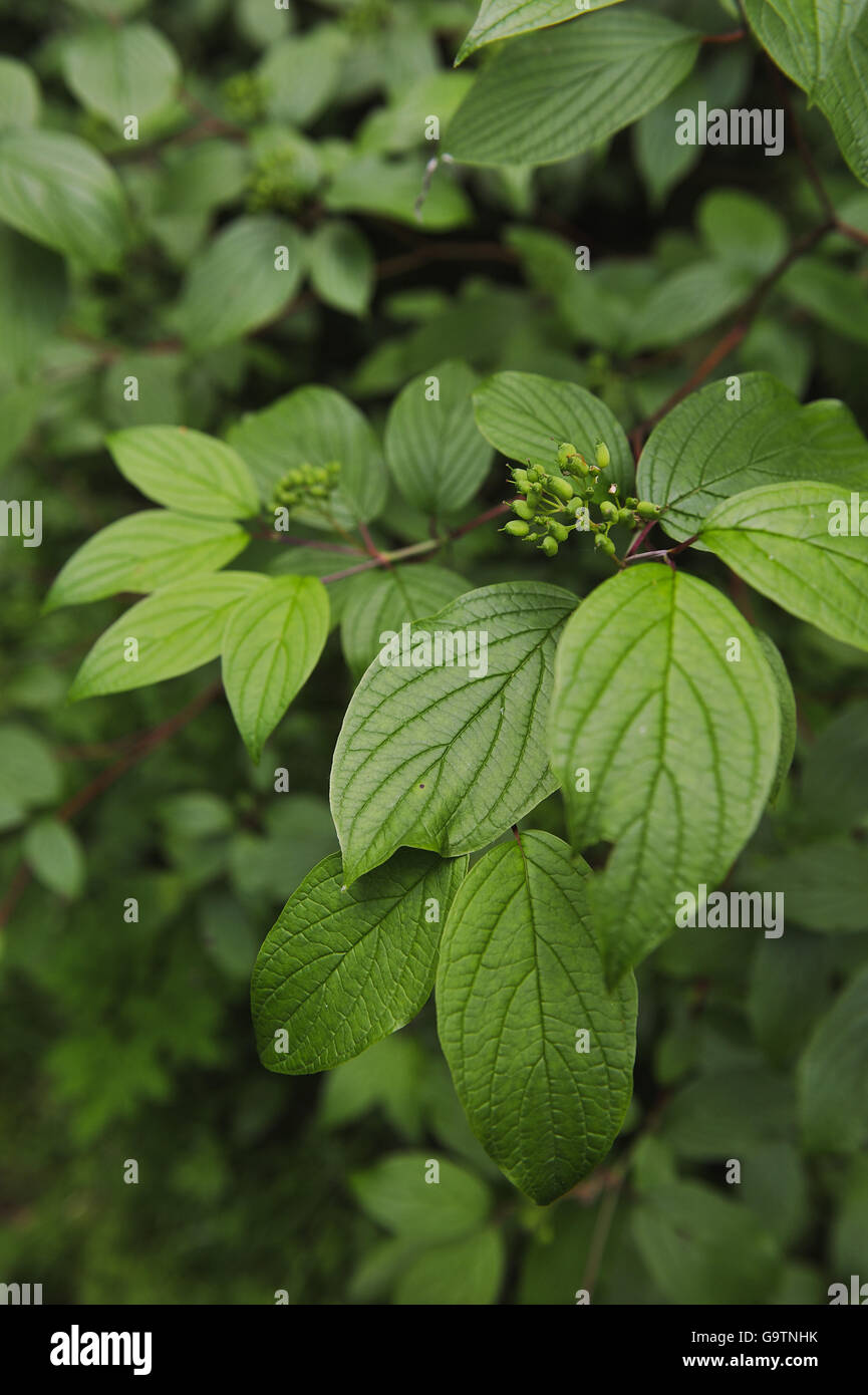 Close up young alder tree hi-res stock photography and images - Alamy