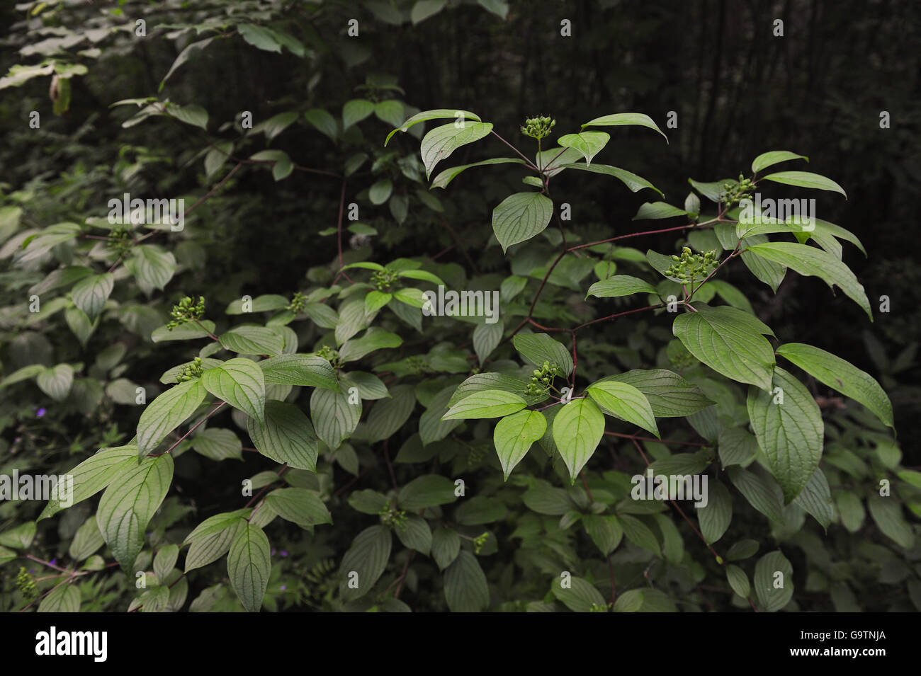 Close up of frangula leaves Stock Photo - Alamy