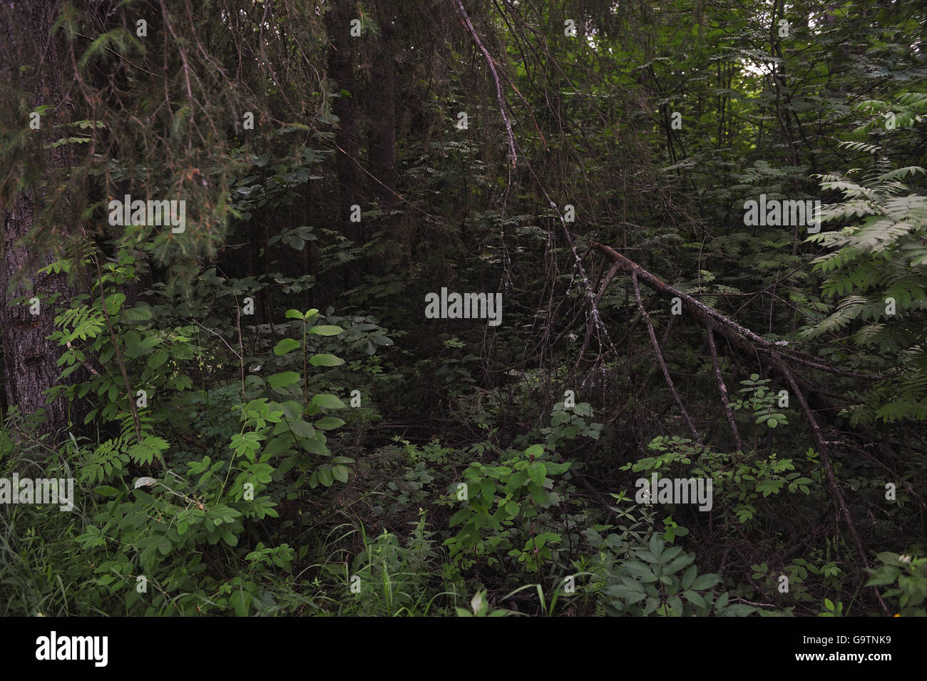 Landscape view deep in forest Stock Photo - Alamy