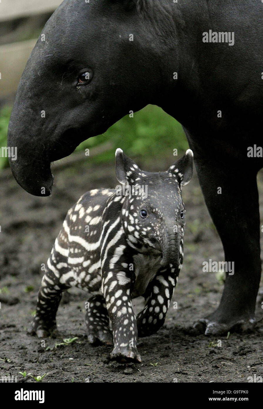 Baby tapir born at Edinburgh zoo Stock Photo - Alamy