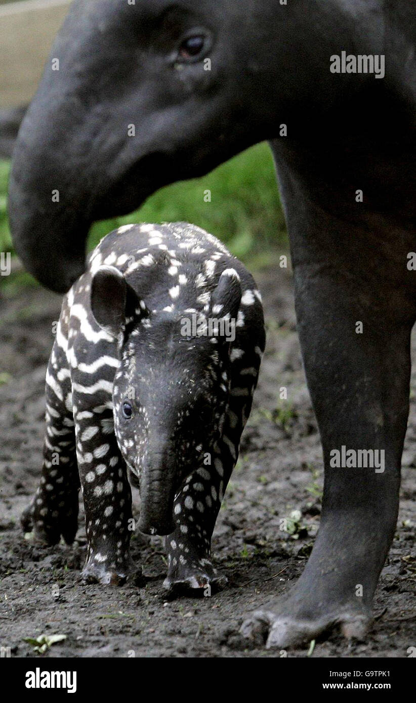 Tiny tapir hi-res stock photography and images - Alamy
