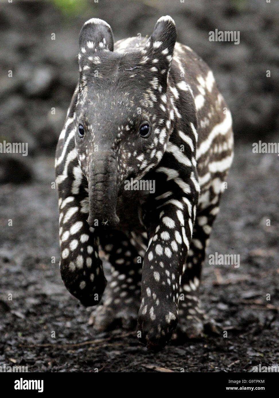 Tiny tapir hi-res stock photography and images - Alamy